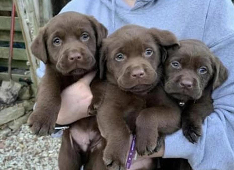 Puppies – Mitchell's Streamside Labs, LLC